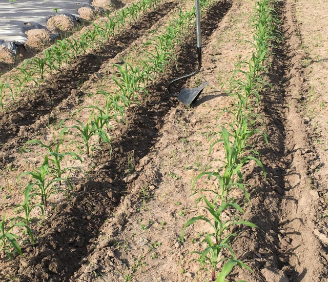 The Benefits of Hilling Plants - Why and Which Crops Need It – THE DUC